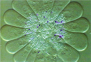 Arbeitsbereich Medizinische Biologie